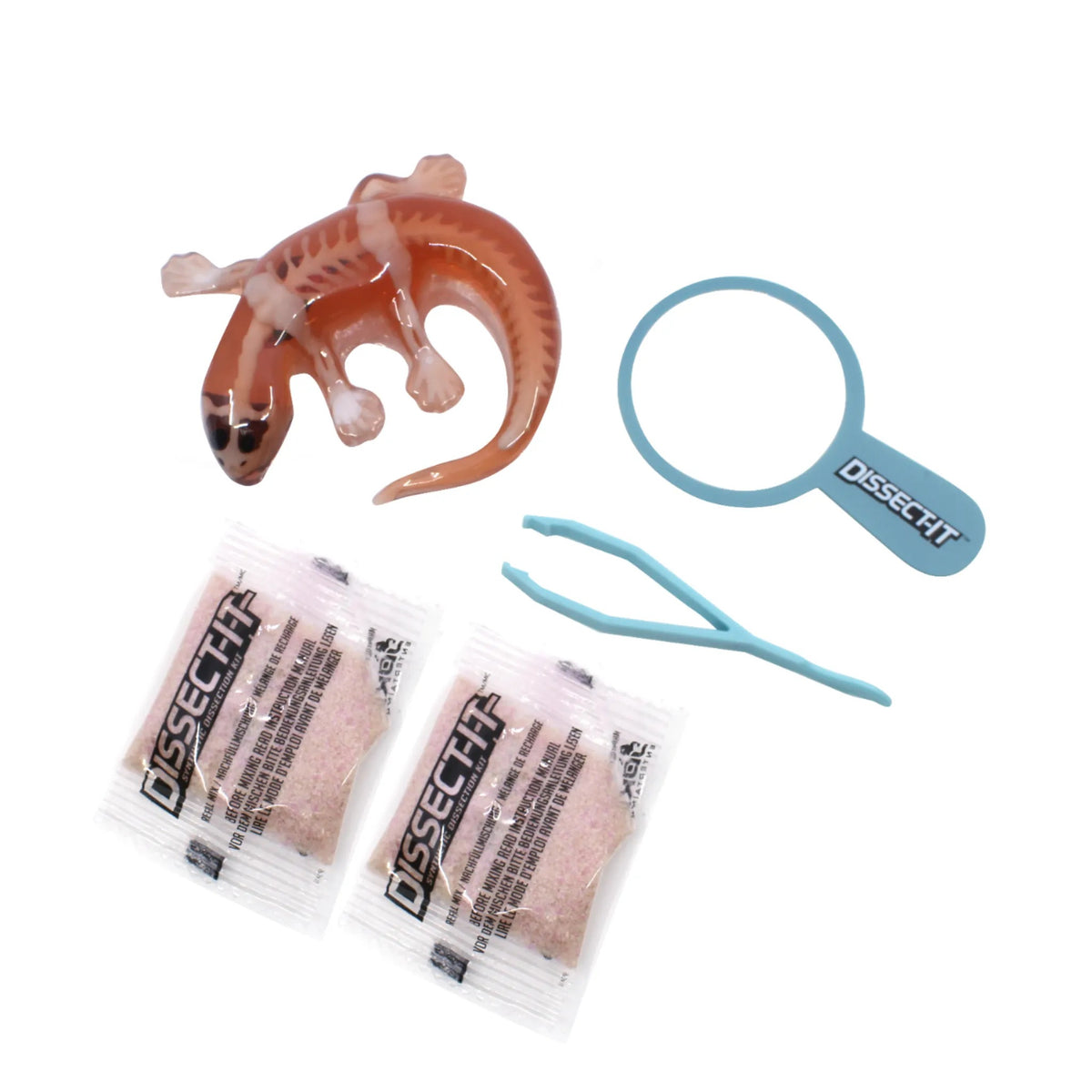 Dissect-It Mini Salamander With Magnifying Glass – Toy Kingdom South Africa